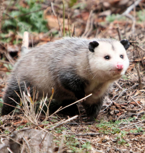 Playing Possum: North America’s only marsupials can adapt to changing ...